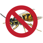 European Wasp Treatment - Bug Free Pest Control | Sydney And Suburbs