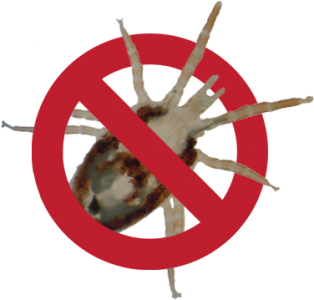 Bird Lice Pest Control Sydney | Bird Lice Control - Bug Free Call Now