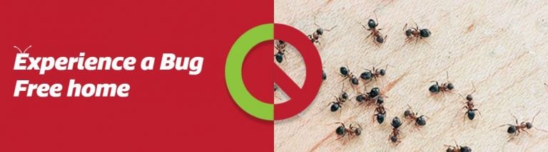 Ants Pest Control Sydney, Ant Treatment & Removal