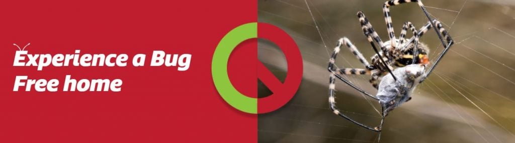 Spider Pest Control Sydney | Spider Controller - Bug Free Call Now