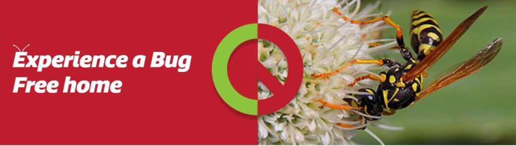 Wasp Pest Control Sydney | Wasp Control - Bug Free