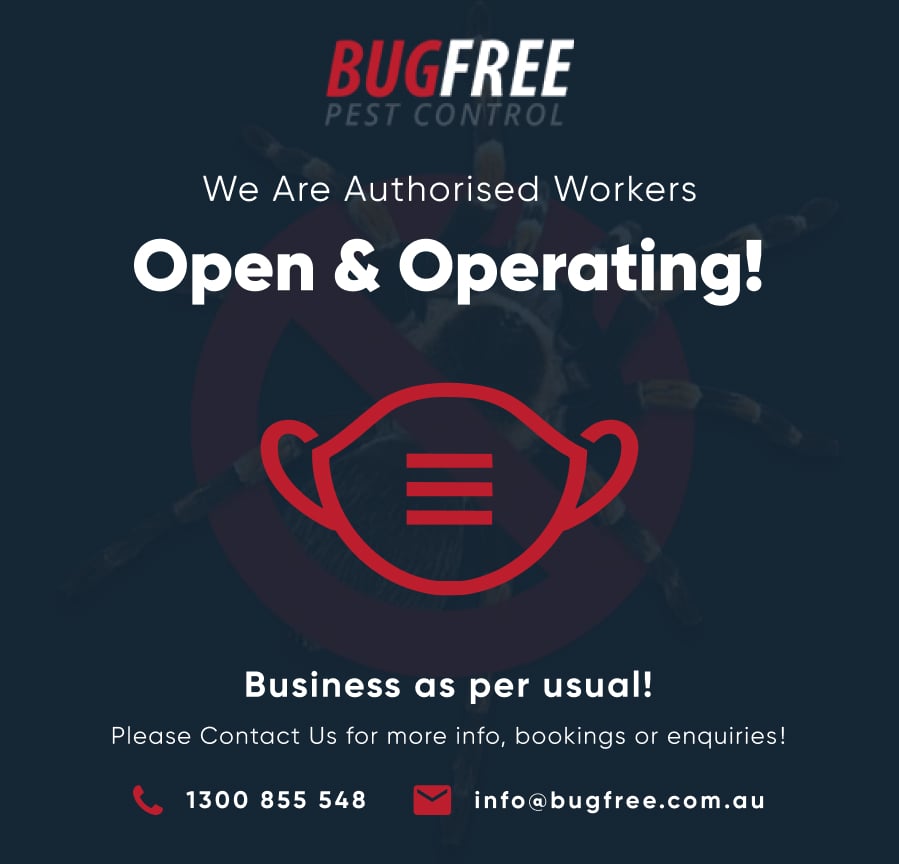 Pest Control Sydney | Only $89 All Pest & Termite Treatments Sydney