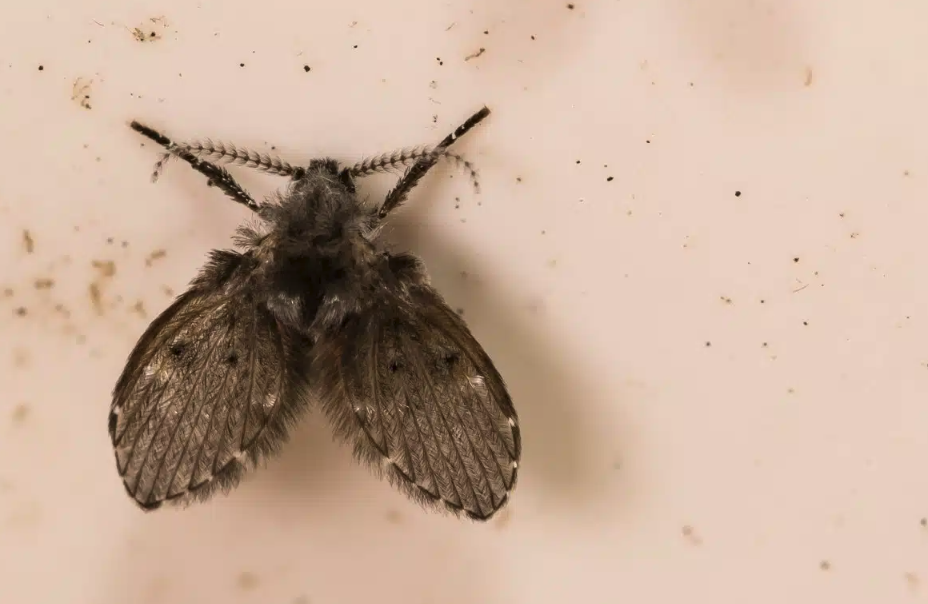 Flies Pest Control Sydney | Fly Control and Treatment - Bug Free